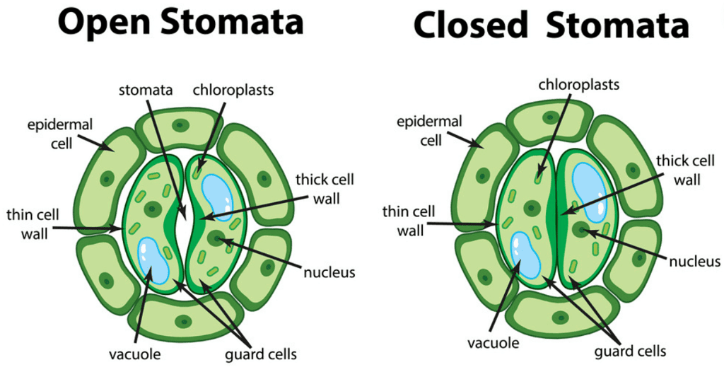 Life Processes Class 10 Notes Science Chapter 5 Free PDF