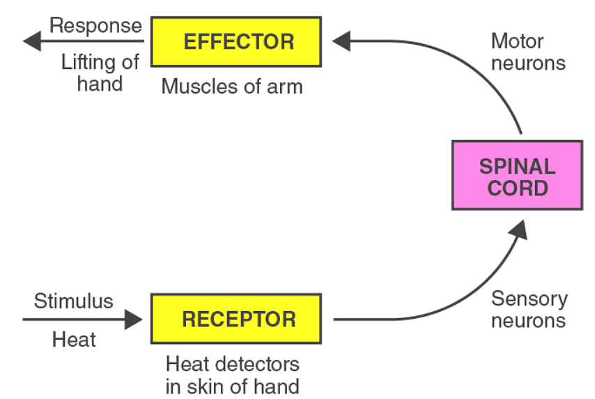 Control and Coordination Class 10 Notes Science Chapter 6 Free PDF