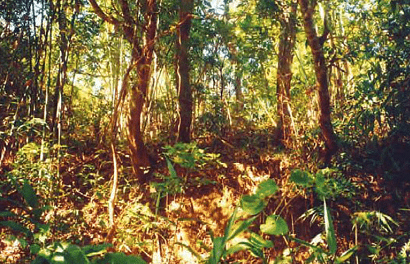 Whose Forests? - 1 Class 5 Worksheet EVS Chapter 20