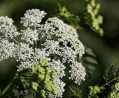 Class 10 English Chapter 1 Question Answers - First Flight