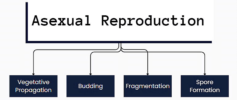 Reproduction in Plants Class 7 Notes Science Chapter 8 Free PDF