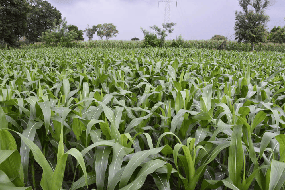 Agriculture Part-1 - UPSC PDF Download