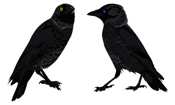 The Crow Class 2 Worksheet English