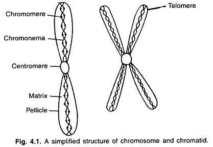 Bead like structure found on chromosome are called :andndash;a ...