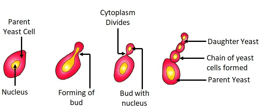 Olympiad Notes: How do Organisms Reproduce? - Science Class 10 PDF Download