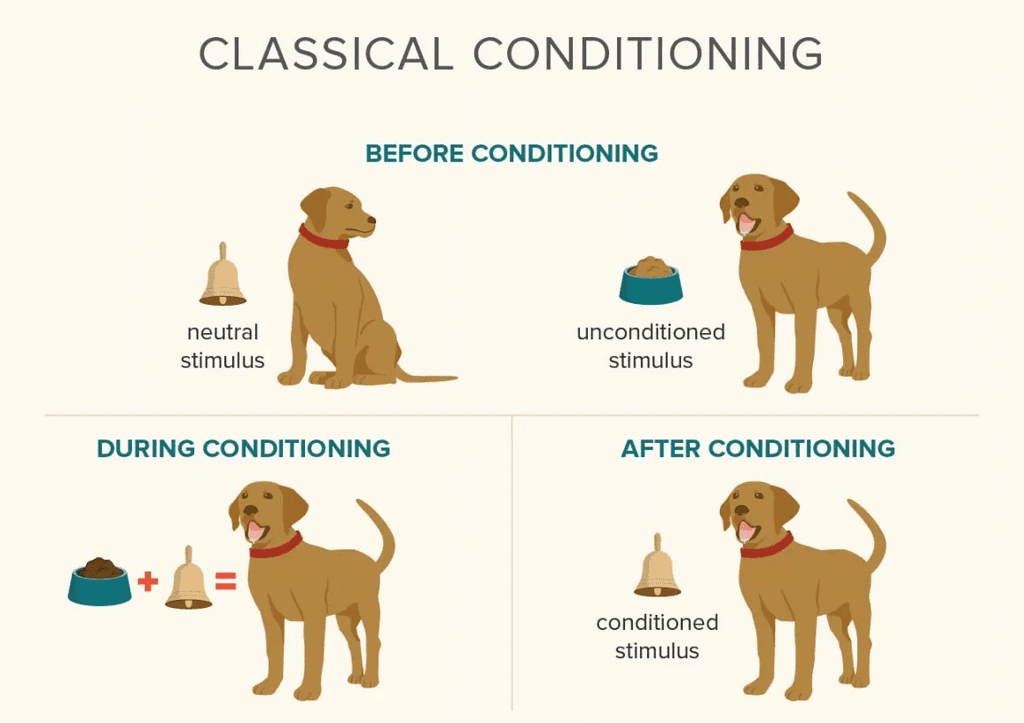 Learning Class 11 Psychology