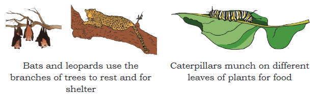 Plants and Animals Live Together Chapter Notes - EVS Class 3: The World ...