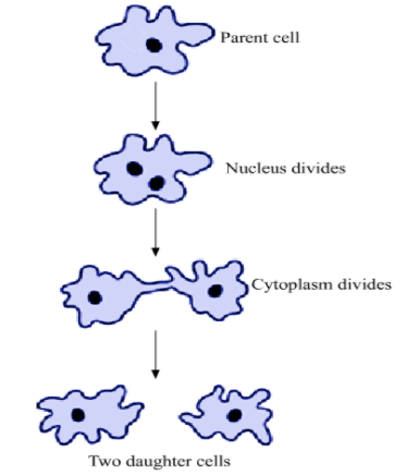 Diagram Based Questions: How do Organisms Reproduce? - Science Class 10 ...