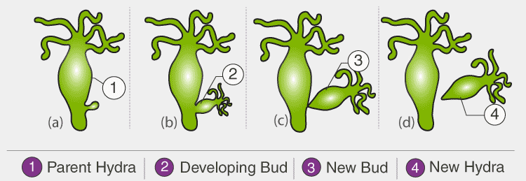 Diagram Based Questions: How do Organisms Reproduce? - Science Class 10 ...