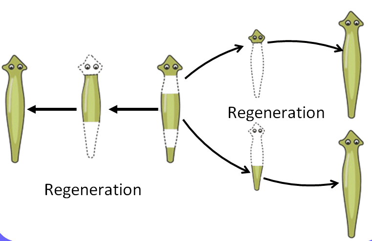 Diagram Based Questions: How do Organisms Reproduce? - Science Class 10 ...