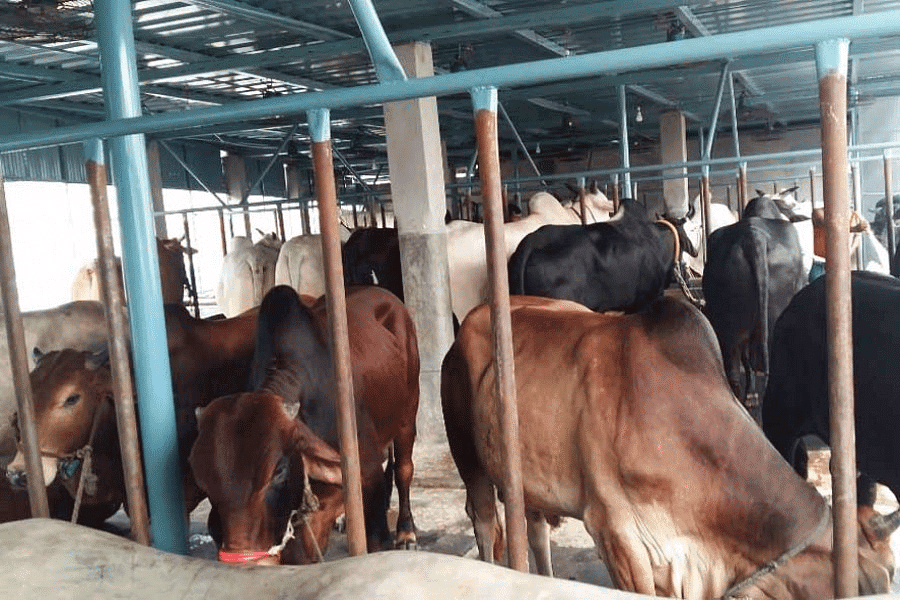 Primary Activities Hunting And Gathering Class 12 Geography