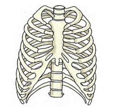 Body Movement Class 6 Notes Science Chapter 5 Free PDF