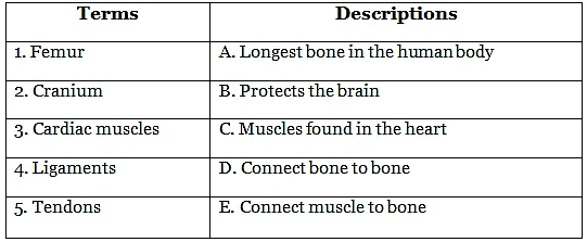 Worksheet: Skeletal and Muscular System - 2 - Science Class 5 PDF Download