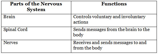 Nervous System - 2 Class 5 Worksheet Science