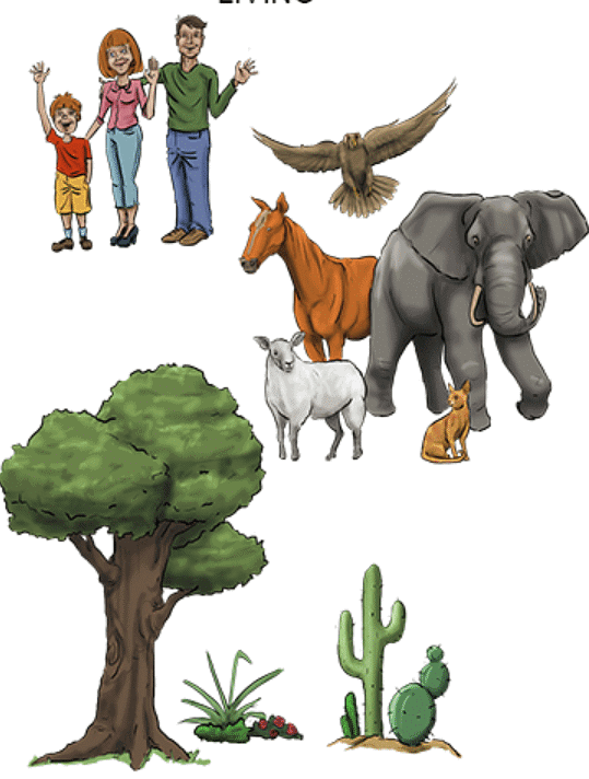 Differences between Living & Non-Living things | Science Class 5 Differences between Living & Non-Living things | Science Class 5