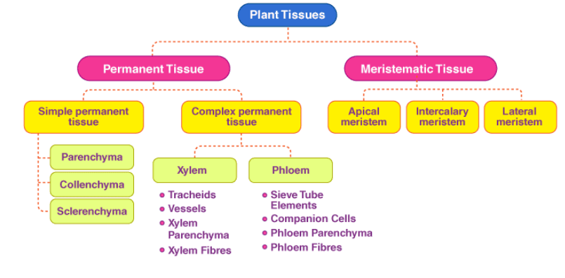 Tissues Class 9 Notes Science Chapter 6 Free PDF