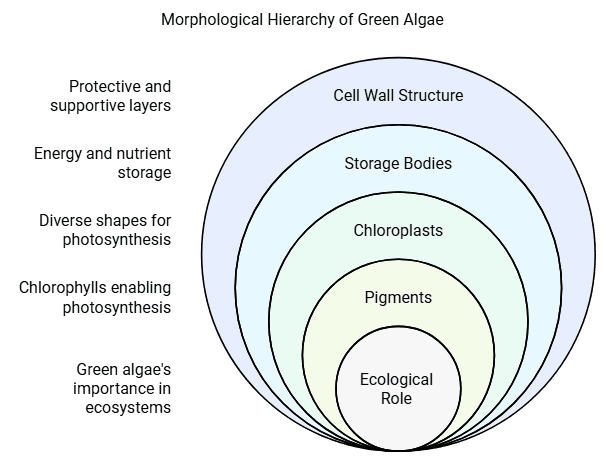 Algae: Chlorophyceae, Phaeophyceae and Rhodophyceae - Biology Class 11 ...
