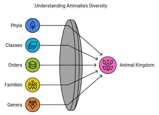Important Diagrams: Animal Kingdom - Biology Class 11 - NEET PDF Download