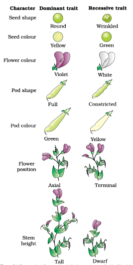 Principle of Inheritance and Variation Chapter Notes - Botany PDF Download