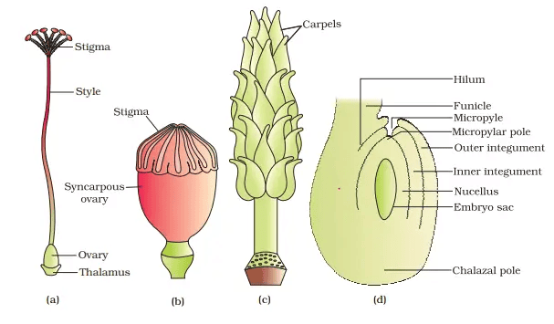 Important Diagrams: Sexual Reproduction in Flowering Plants - Biology ...