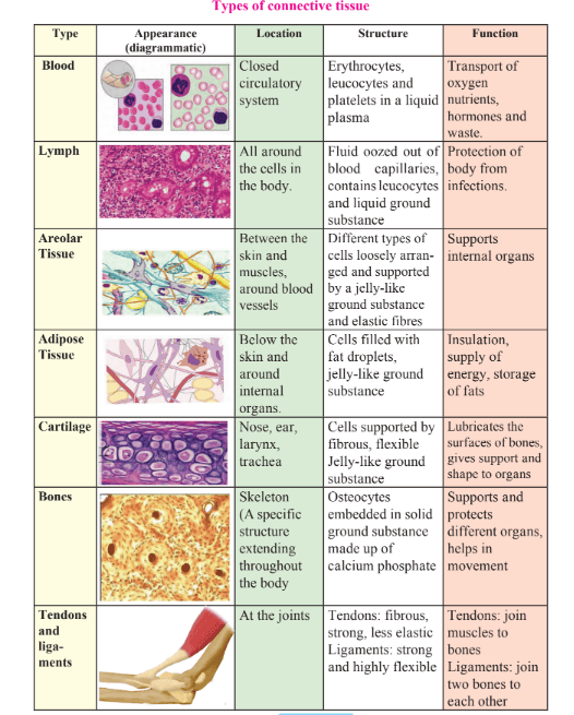 Tissues Class 9 Notes Science Chapter 6 Free PDF