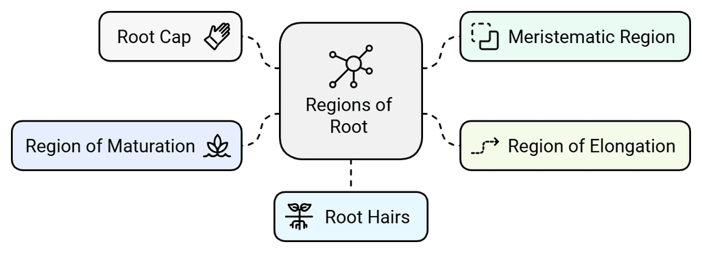 The Root: Types, Regions and Modifications - Biology Class 11 - NEET ...