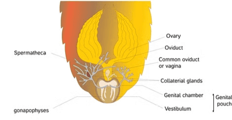 Cockroach: Morphology and Anatomy - Biology Class 11 - NEET PDF Download