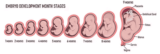 Pregnancy and Embryonic Development - Biology Class 12 - NEET PDF Download