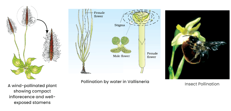 Important Diagrams: Sexual Reproduction in Flowering Plants - Biology ...