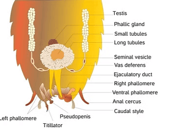 Cockroach: Morphology and Anatomy - Biology Class 11 - NEET PDF Download