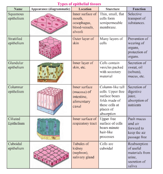 Tissues Class 9 Notes Science Chapter 6 Free PDF