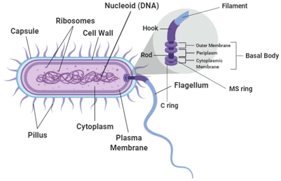 Cell Theory and Types of cells - Biology Class 11 - NEET PDF Download