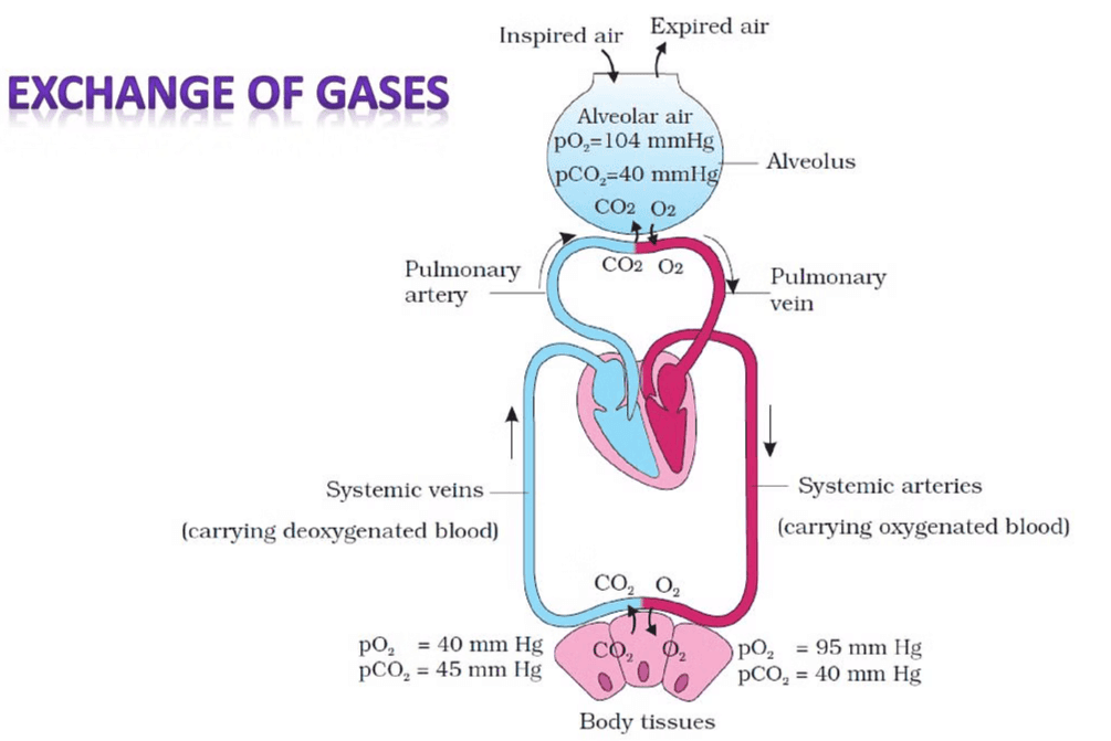 Mechanism of Breathing and Exchange of Gases - Biology Class 11 - NEET ...