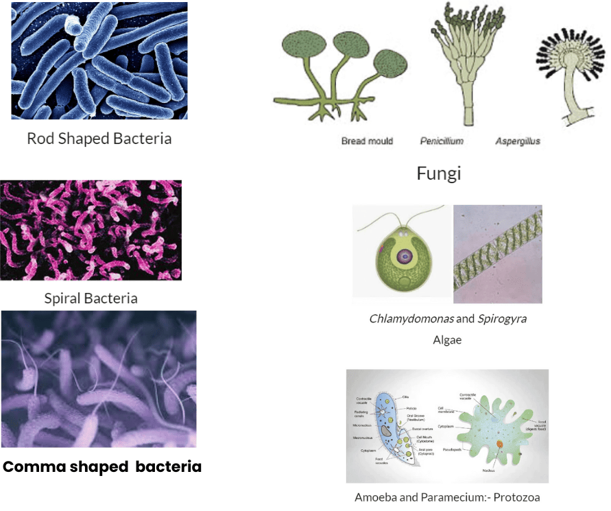 Microorganisms: Friend and Foe Class 8 Notes Science Chapter 2 Free PDF