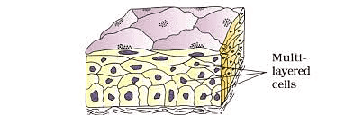 Epithelial Tissue - Biology Class 11 - NEET PDF Download
