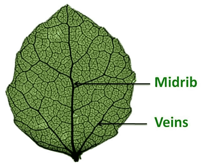Getting to Know Plants Class 6 Notes Science Chapter 4 Free PDF