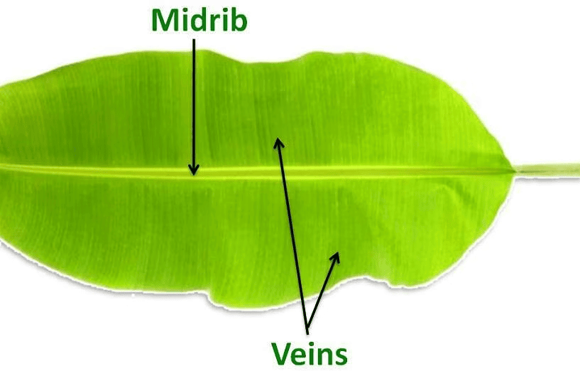 Getting to Know Plants Class 6 Notes Science Chapter 4 Free PDF