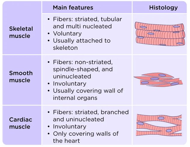 Class 9 Science Chapter 6 Question Answers - Tissues