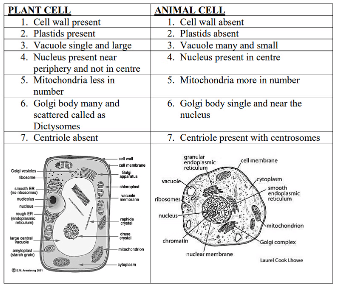 The Fundamental Unit of Life Class 9 Notes Science Chapter 5 Free PDF
