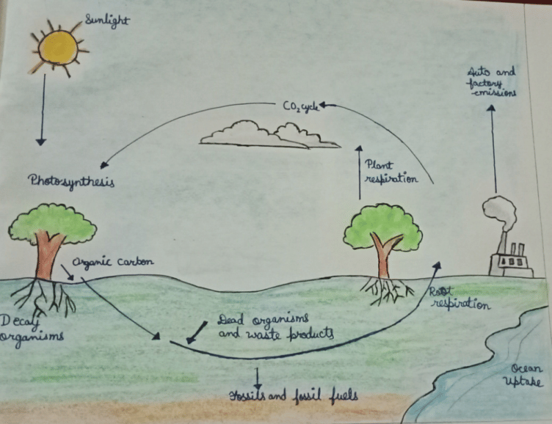 draw a eco system Related: Short and Long Question Answers - Change ...