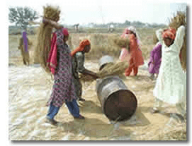 Threshing methods - Harvest and Post Harvest Operations, Crop ...