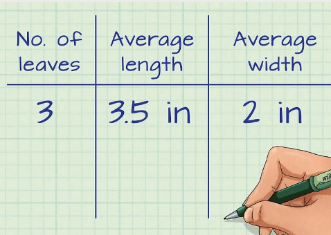 Crop Growth Measurement - Crop Growth Assessment and Modelling, Crop ...