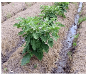 Physical and Cultural Methods of Weed Control - Modern Techniques of ...