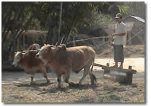 Threshing methods - Harvest and Post Harvest Operations, Crop ...
