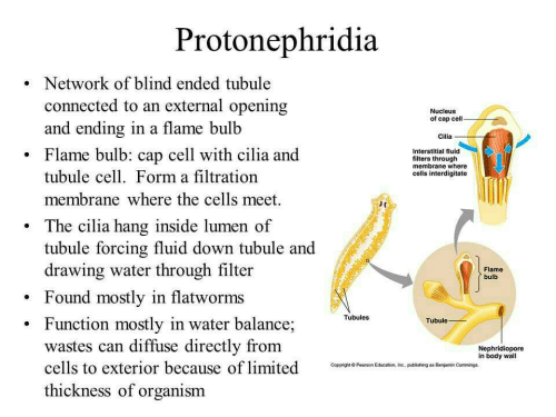 Protonephridia is excretory organ of? | EduRev NEET Question