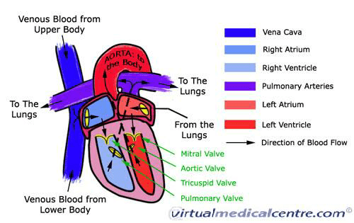 The Cardiovascular System - NEET PDF Download