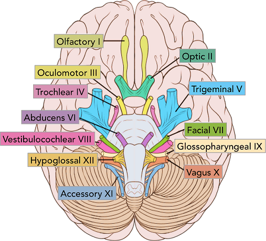 Tricks to Learn Cranial Nerves - NEET PDF Download