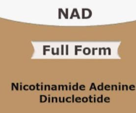 The full form of NAD is -a)Nicotine adenosine diphospateb)Nicotinamide ...