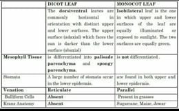 Difference Between Dicot And Monocot Leaf its All About To Help You So