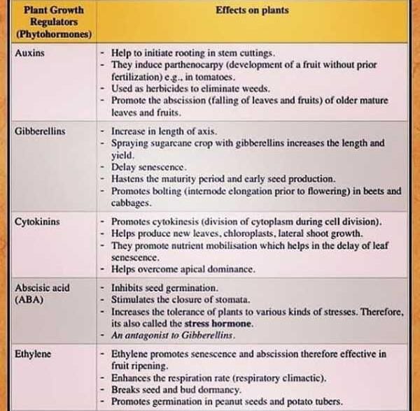 Phytohormones in a single frame __its all about to help you so don't answer please? - EduRev ...